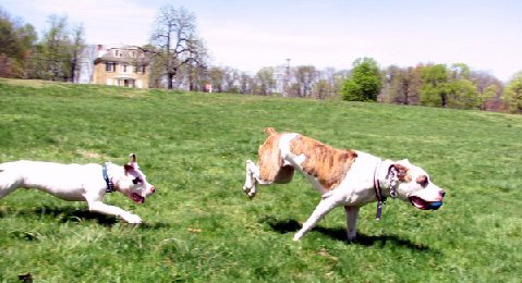 Tracking Devices For Dogs - TRAKDOT