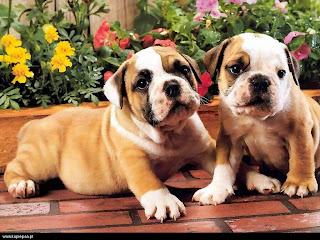 pieski: Pieski na ławce.