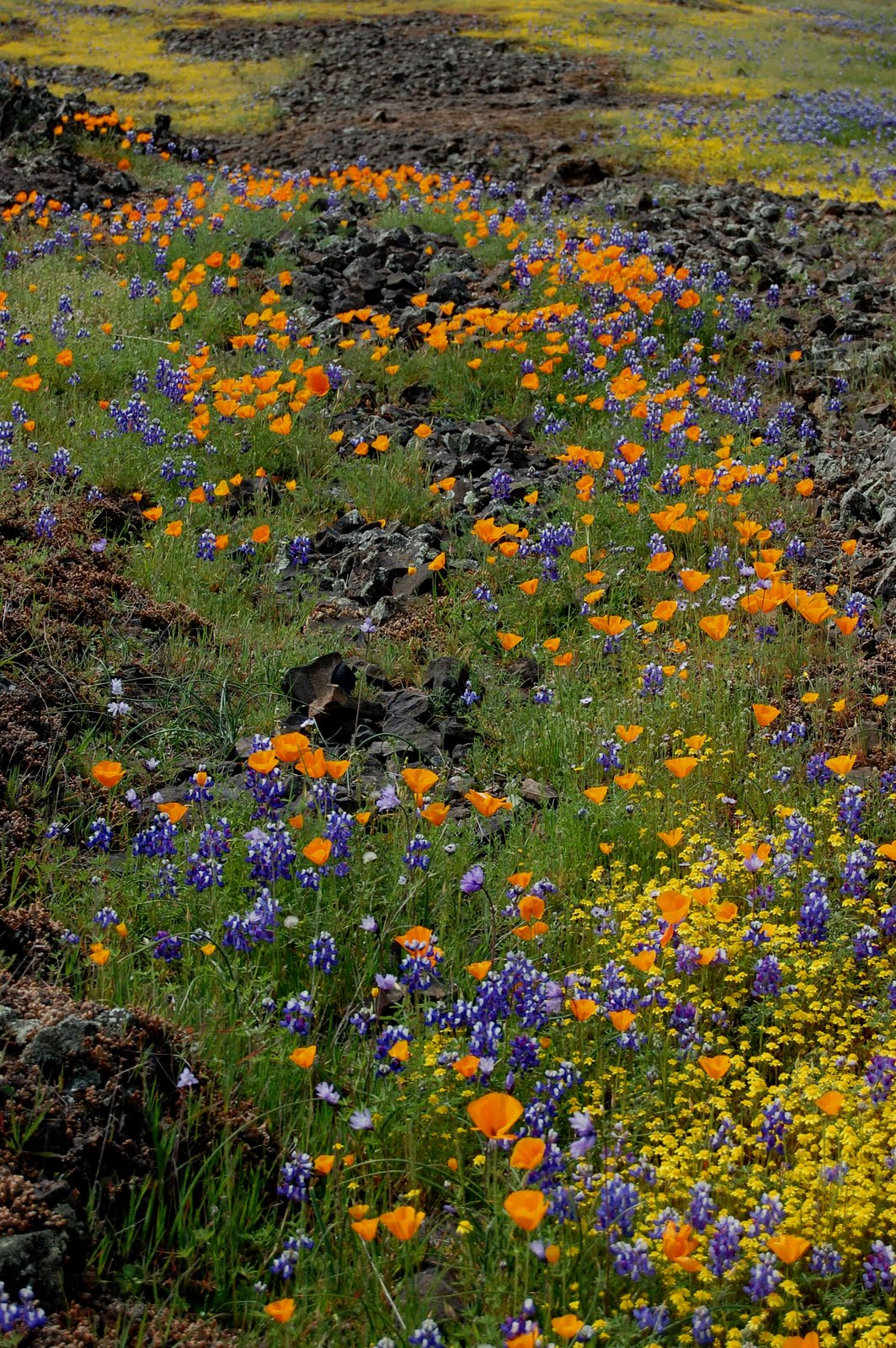blackoaknaturalist: Rivers of Flowers on Table Mountain