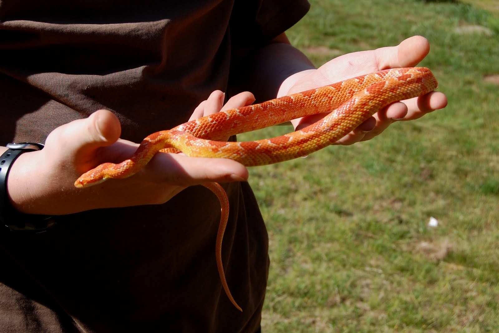 blackoaknaturalist: We Need to Cure Snake Abuse