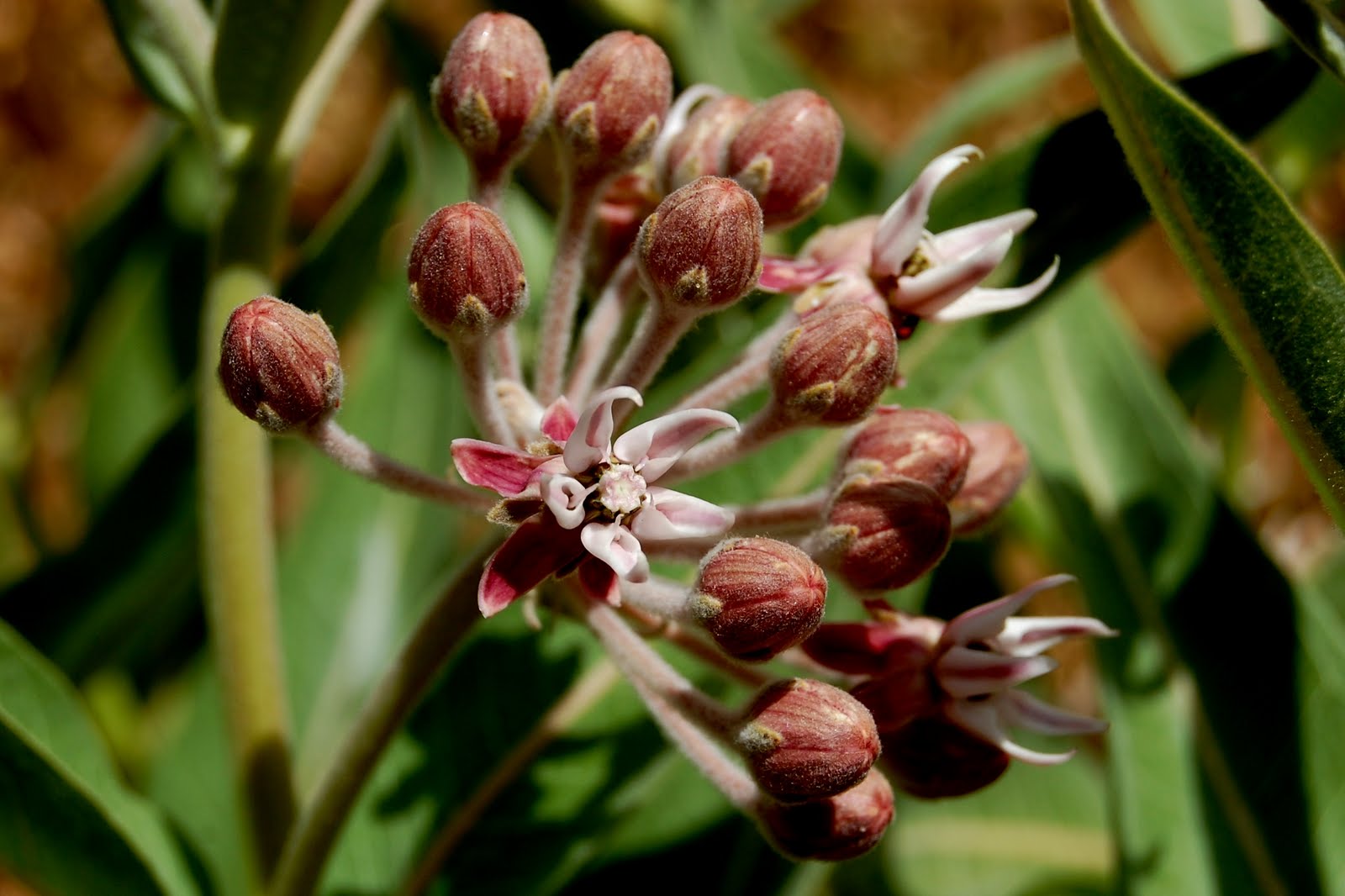 blackoaknaturalist: The Milkweeds Are Blooming!