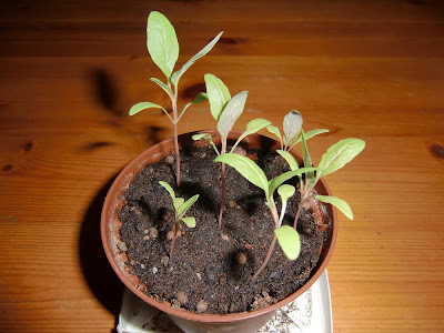 Blomster-tips: Amaranträvsvans "Dreadlocks", Amaranthus caudatus