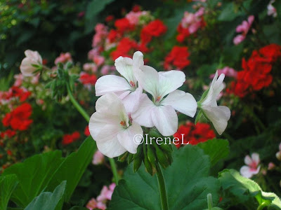 Blomster-tips: Pelargon, Pelargonium