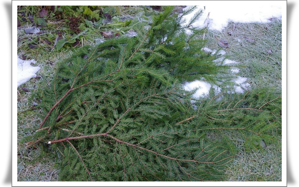 Blomster: Vilken tur....en massa granris!