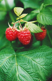 Tinkleberry: Welcome to Tinkleberry