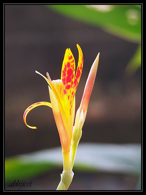 Click - O - Mania: Kardal (Canna Indica)