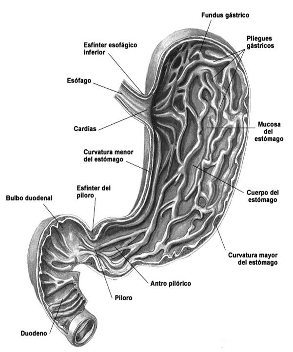 WiiT ed CaTt: ANATOMÍA DEL APARATO DIGESTIVO