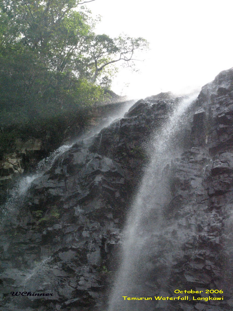 Dreaming of Pandora Forest - LANGKAWI NATURE BLOG, CONSERVATION ISSUES ...