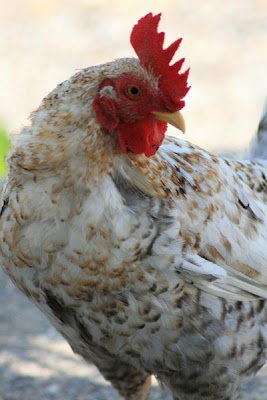 yo sandora: MINI GALLO