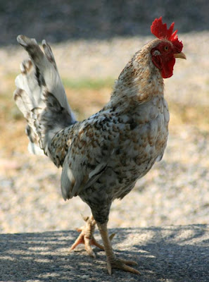 yo sandora: MINI GALLO