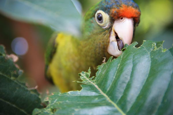 Pericos verdes - Imagui