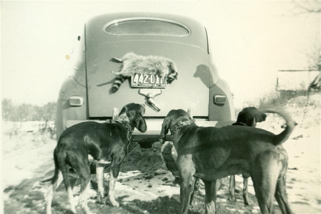UKC Forums - Cool Picture of Coonhunting in 1908