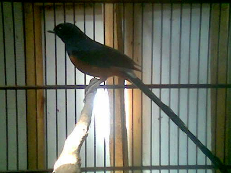 Murai Batu di Indonesia - Kicauan Burung