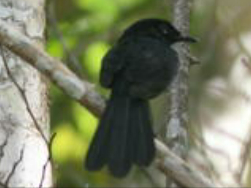 Singing Bird Collection: Copsychus cebuensis