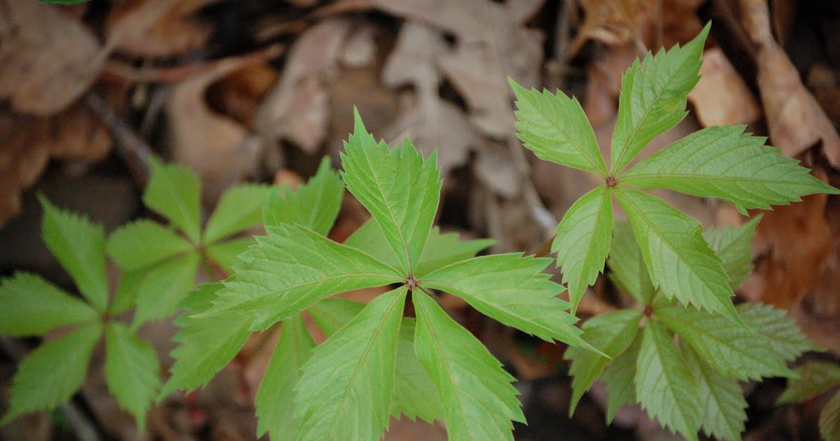 ZooBlog: Poison Ivy vs. Virginia Creeper