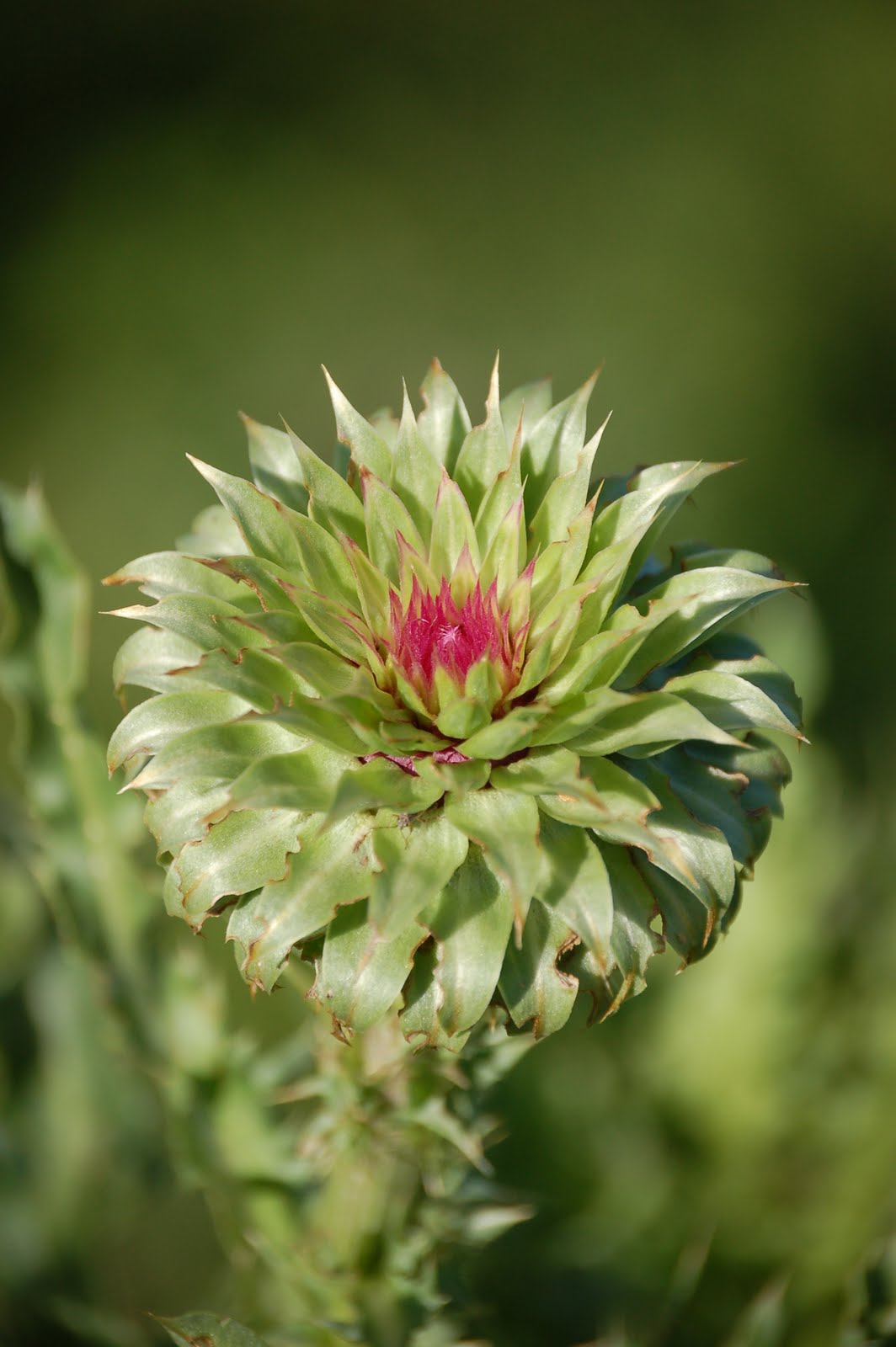 ZooBlog: Musk Thistle: Natural History and Management