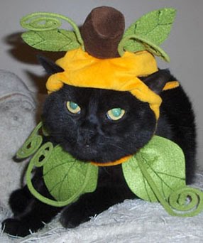 Catsparella: 20 Cats in Festive Pumpkin Costumes