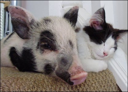 Catsparella: Cats and Pigs, Pigs and Cats