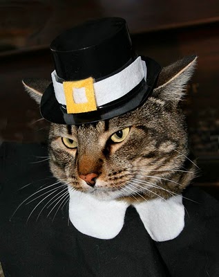 Catsparella: Kitty Pilgrims