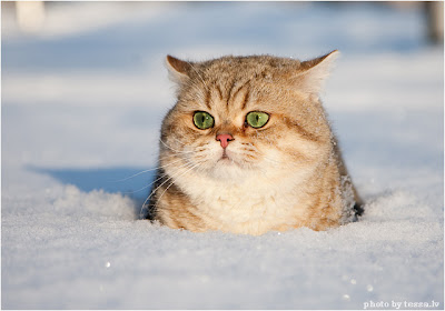 Catsparella: Snow Cat
