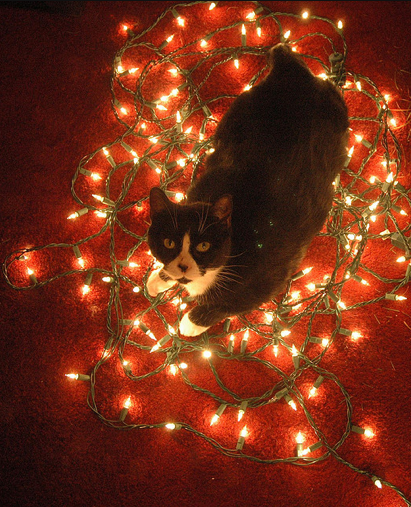 Catsparella: 20 Cats Basking in the Glow of Christmas Lights