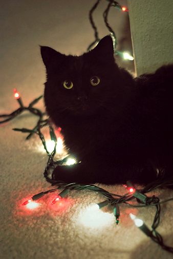 Catsparella: 20 Cats Basking in the Glow of Christmas Lights
