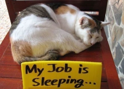 Catsparella: A Typical Cat Day