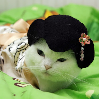 Catsparella: Asian Inspired Cat Hats