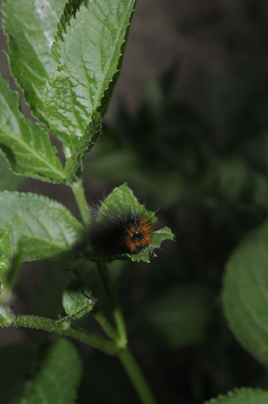 weerterbos: Vlinders, motten en rupsen.