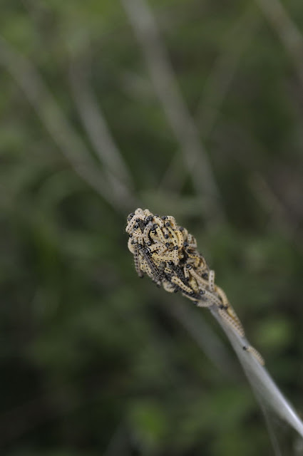 weerterbos: Vlinders, motten en rupsen.