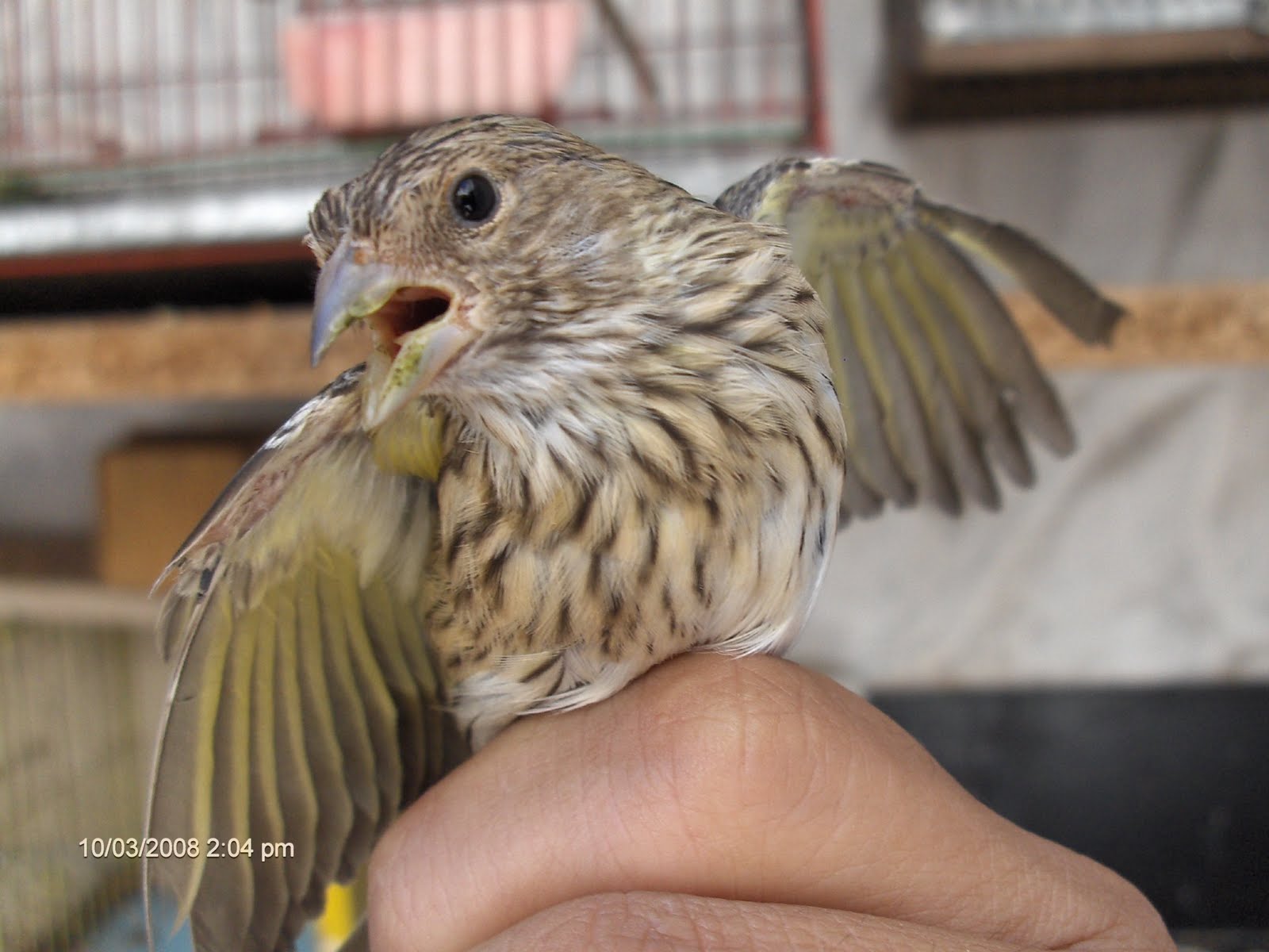 Criadero "Leo Pajaro".: Pichon del año pasado