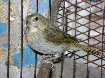 Criadero "Leo Pajaro".: Pichon