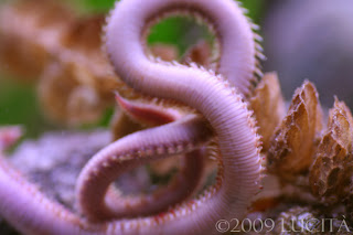 The Saltwater Diaries: The Worm Chronicles/Part I