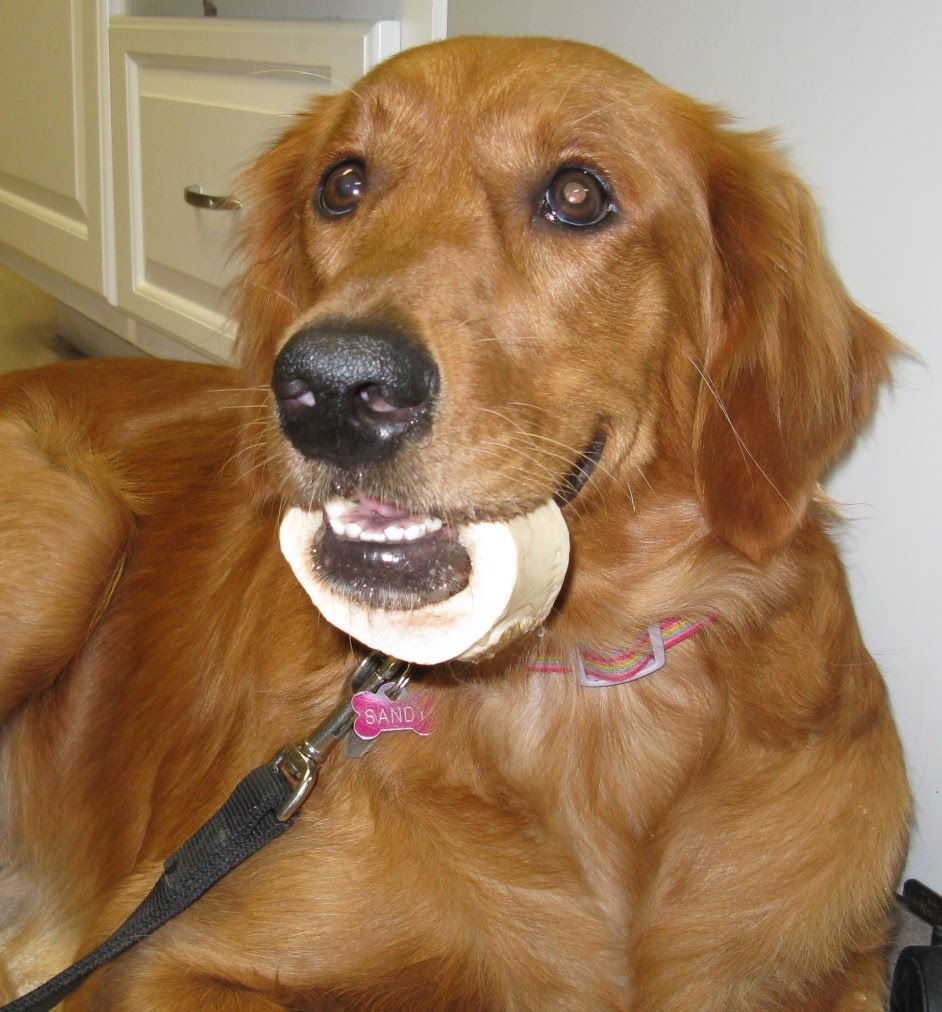 Can You Feed Your Dog Ham