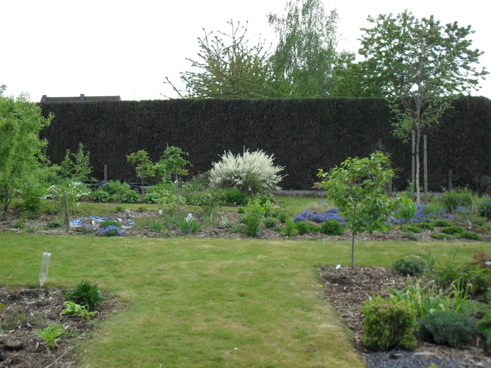 Flowerlady: Blauwe border