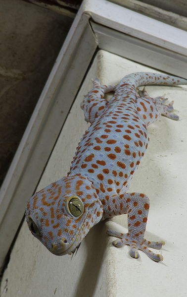 The Malaysian Life: Tokay Geckos For Sale