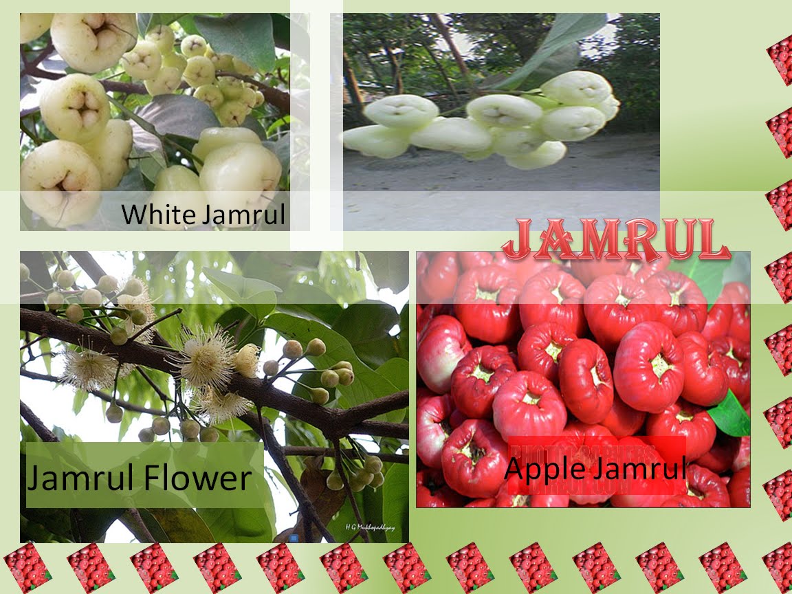 Fruits of Bangladesh: JAMRUL