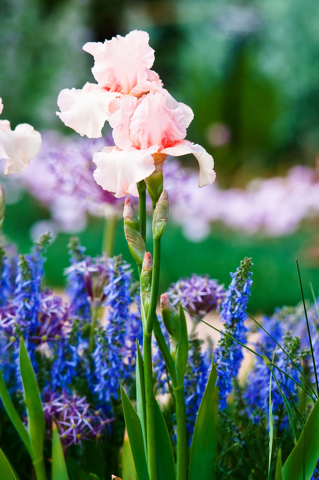 Pink Posey Design: Bright and Colorful Spring Garden Wedding