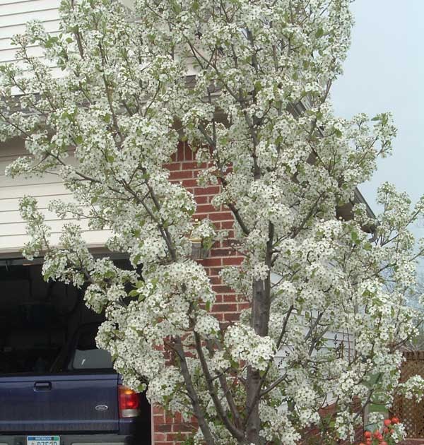 The Madsen Garden: Cleveland Pear Spring Color