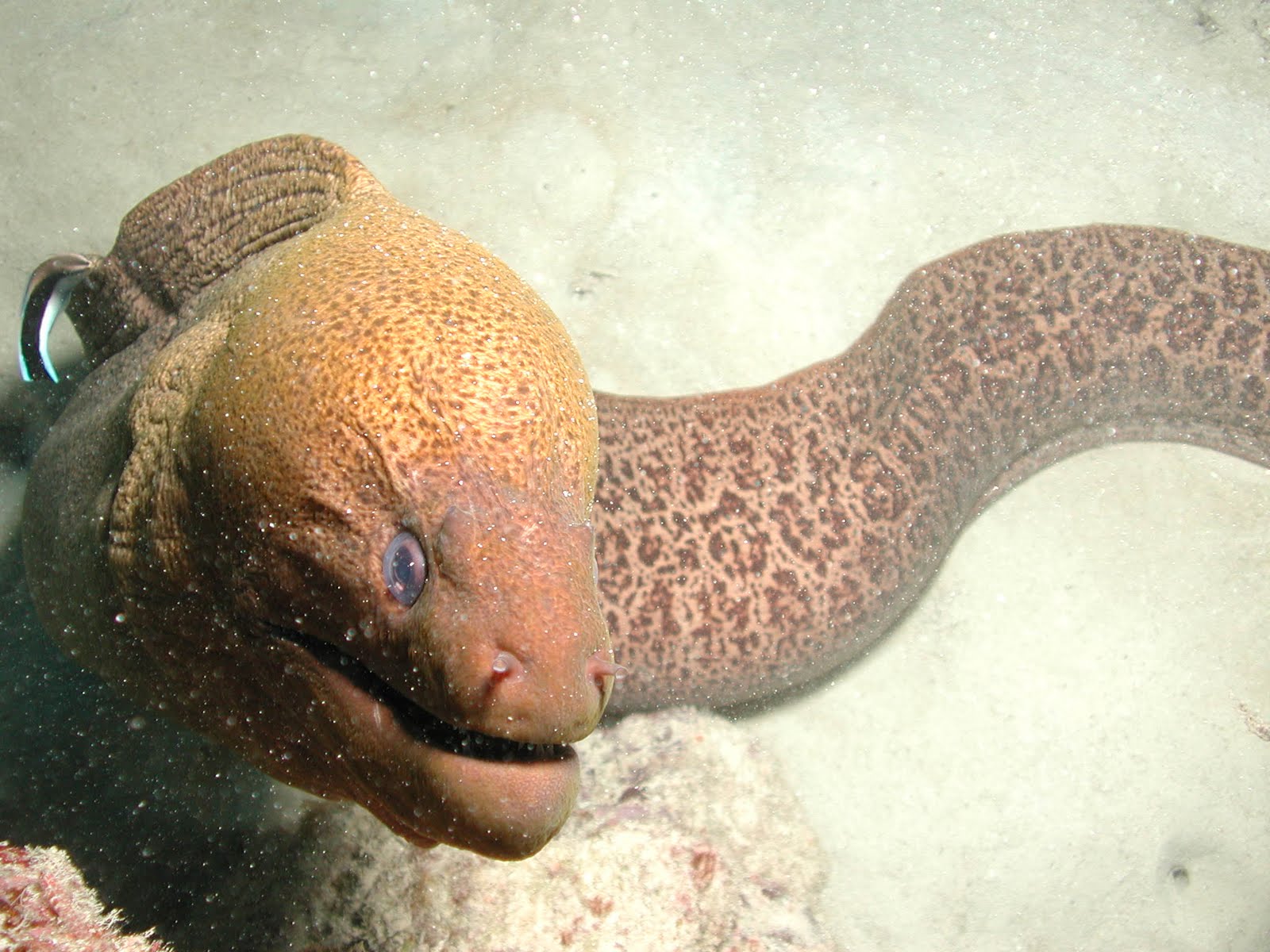 Australian Adventures: Sea Life on the Great Barrier Reef