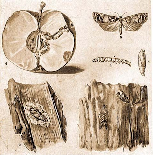 Alerta Carpocapsa: Definicion de Carpocapsa.