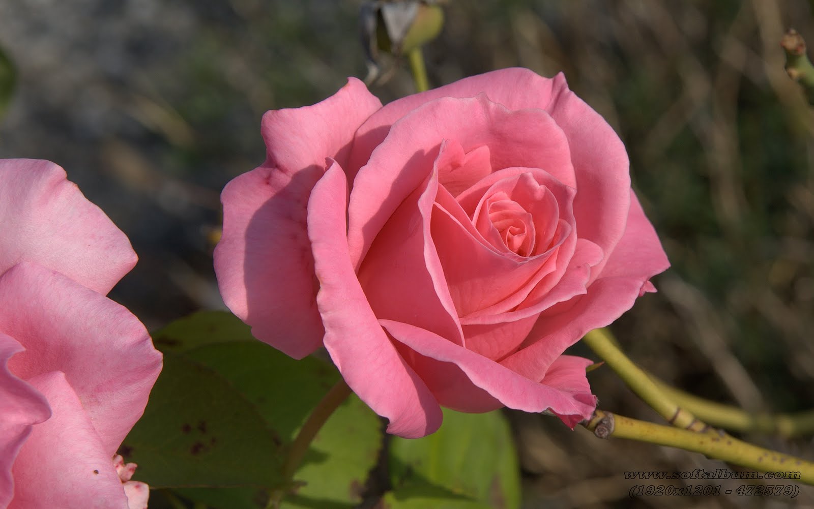 High Quality Roses: July 2010