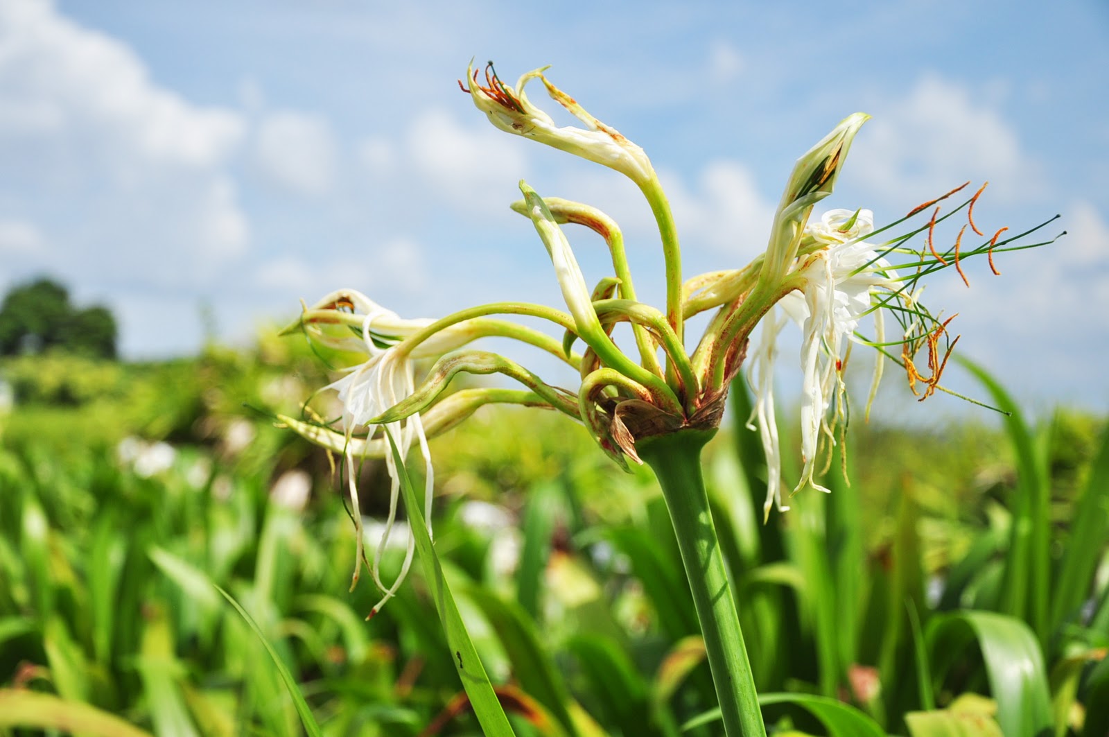 Digital Photography For Designers