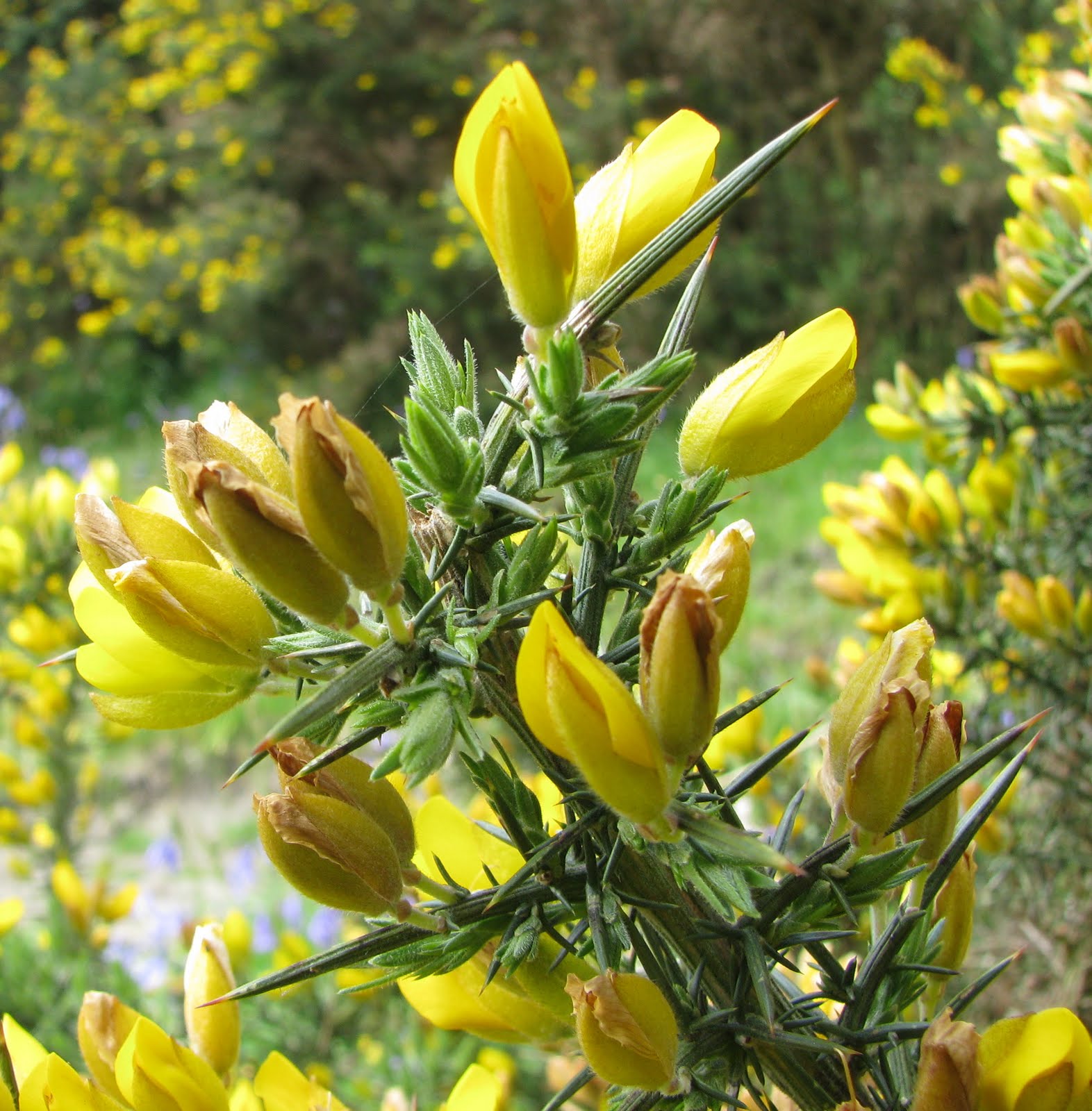 Wiggers World: Golden Gorse