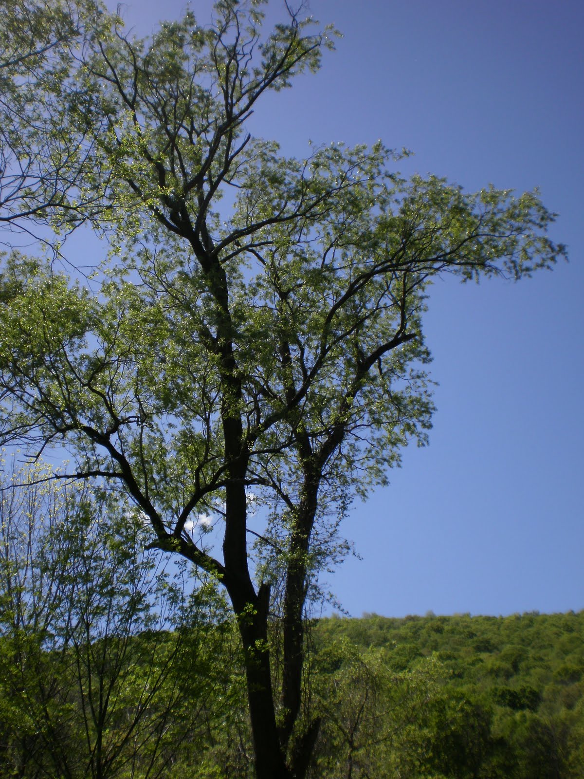 Plant Journeys: 2010