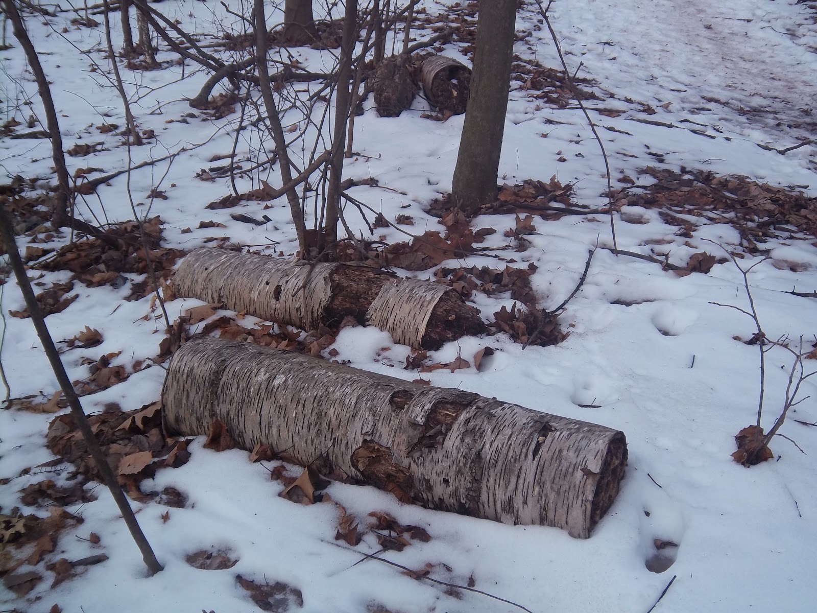 Plant Journeys: The Tree Year ~ Winter Birch