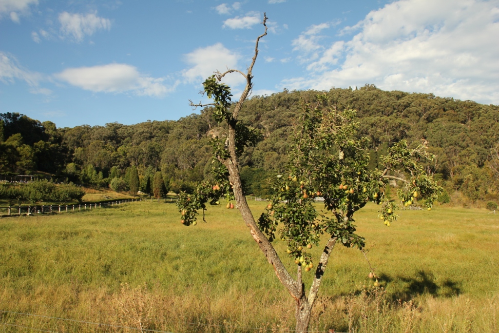 "The Drip" Mudgee: Edible Gardening at The Drip