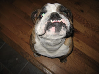 English idioms,sayings and expressions: Face like a bulldog chewing ...