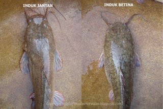 Jenis Keli | Maklumat Pertanian | Maklumat Penternakan| Agro Teknologi