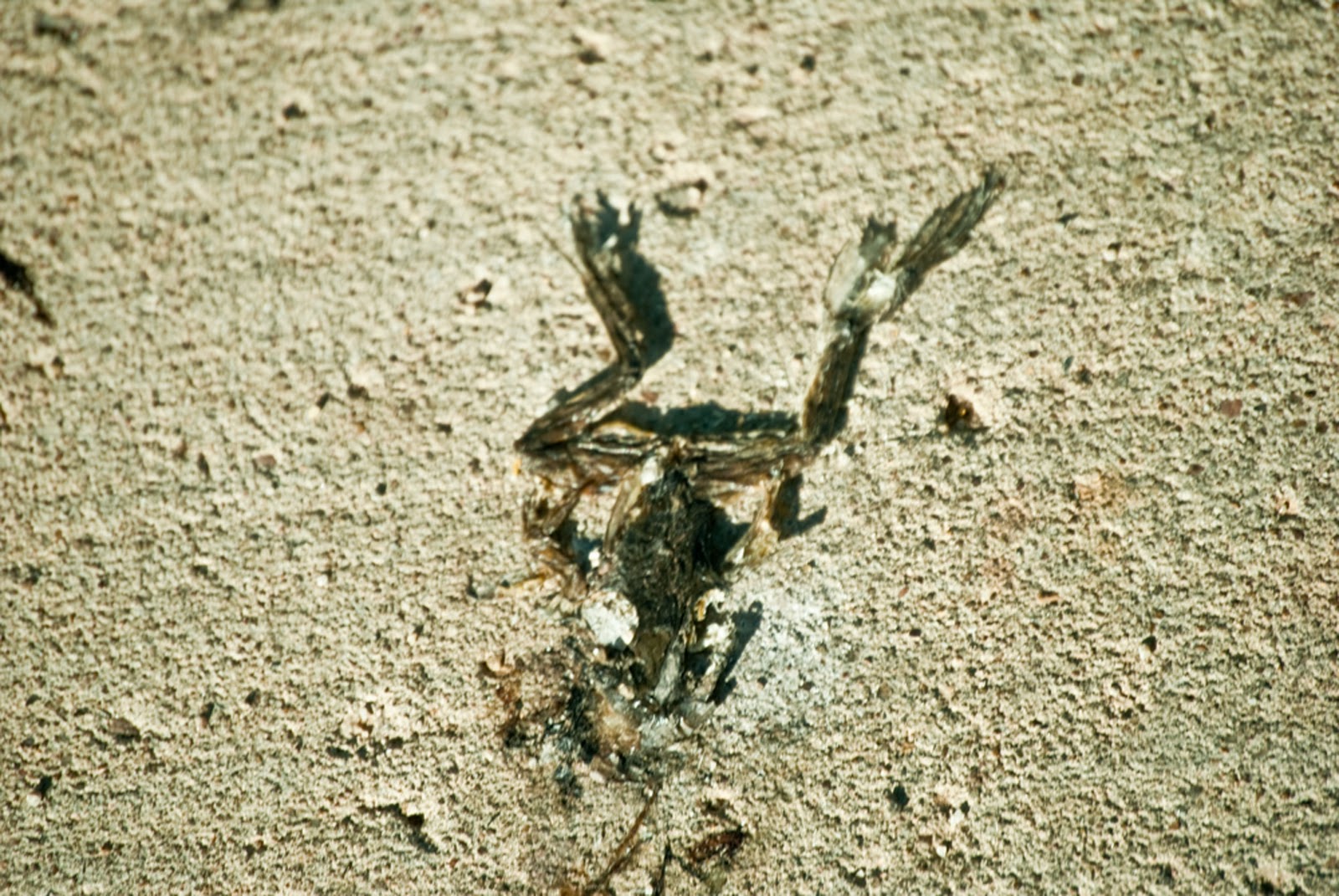 on a chicken wing and a prayer: Leapin' what? 6 lessons we learn from frogs